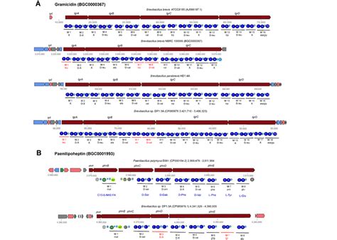 Gene Clusters Involved In Non Ribosomal Synthesis Of Peptides And
