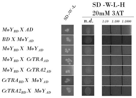 Female Sex Determination Factors In Ceratitis Capitata Molecular And