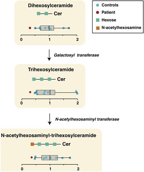 Lipid Alterations In Ceramide Biosynthesis Pathway Download