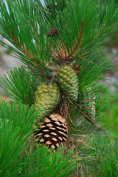 Monterey Pine Parkfields Trees · Inaturalist