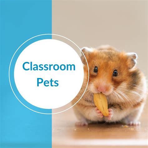 Classroom Pets
