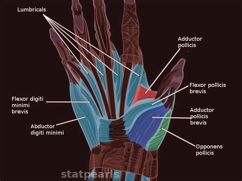 Muscle De La Loge Thénar Anatomie De La Loge Pdf Bhrxfd