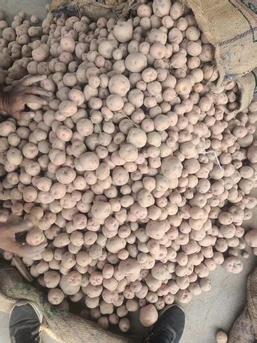 Brown Small Size Potato At Best Price In Siwan Id 2856877668730