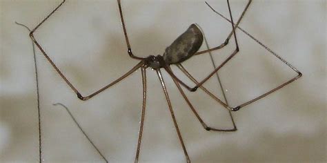 Cellar Spider Facts Identification And Control