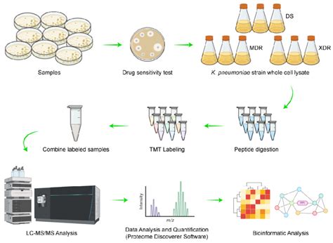 Experimental Workflow Of The Quantitative Proteomic Analysis Of Deps In