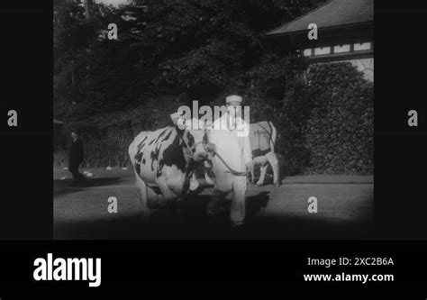 1935 Prizewinning Dairy Cows Are Bred By John D Rockefellers Daughter Alta And Her Husband