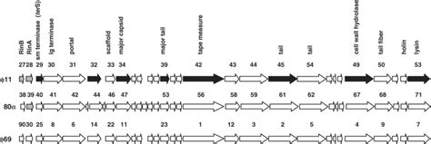 Location Of The Genes Controlled By Rina Partial Genetic Maps Of ϕ11