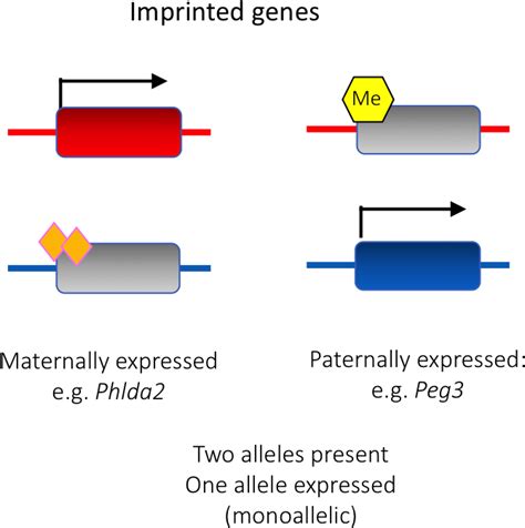 Maternal Care Boosted By Paternal Imprinting In Mammals Paternal