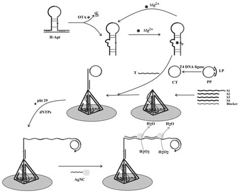 Electrochemical Biosensor For Detecting Ochratoxin A Based On Dna