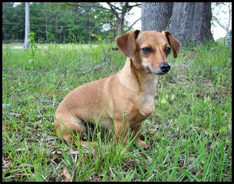 Chiweenie A Chihuahua And Dachshund Mix