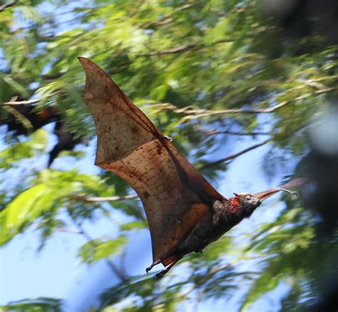 Giant Golden Crowned Flying Fox