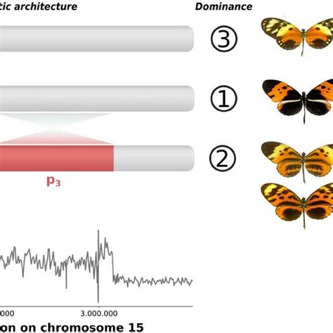 Genetic Architecture And Divergence At The Mimicry Supergene A