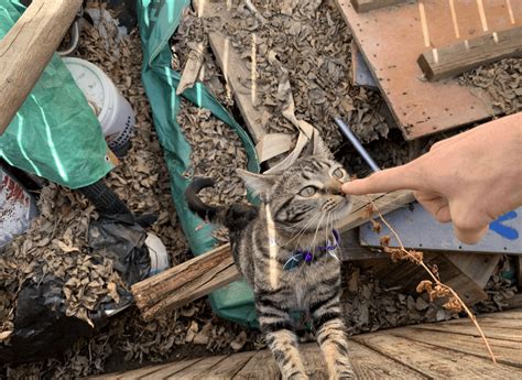 Nmc Cute Neighbor Cat Rnotmycat