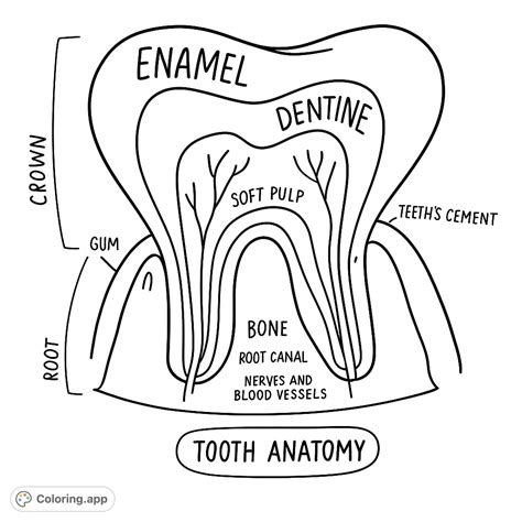 Human Tooth Anatomy Cross Section Coloringapp