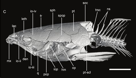 A New Species Of Air Breathing Catfish Clariidae Clarias From