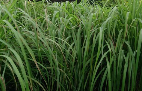 How To Care For Citronella Grass Indoor Plant Guides