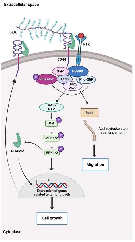 The Ha Dependent Cd44 Signalling Cd44 And The Receptor For Hyaluronic