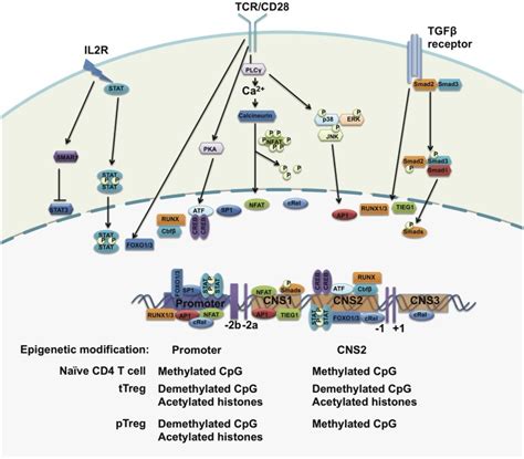Foxp3 Treg Cells And Gender Bias In Autoimmune Diseases Pmc