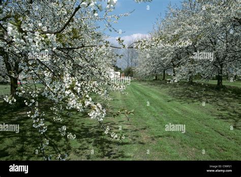 Cherry Trees Fotos Und Bildmaterial In Hoher Auflösung Alamy