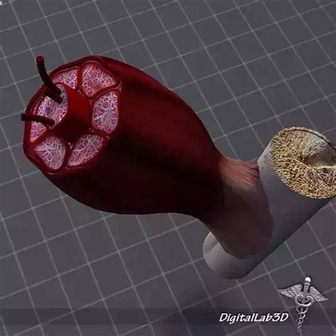 Muscle Tissue 3d Model Cgtrader