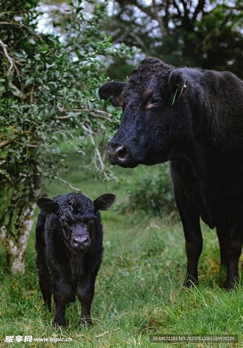 黑牛母子摄影图家禽家畜生物世界摄影图库昵图网