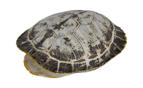 Can I Use A Dead Turtle Shell As A Basking Spot For A Beardie I Would