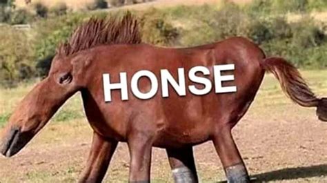 The Honse