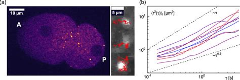 A Representative Image Of A C Elegans Embryo Two Pixel Download Scientific Diagram
