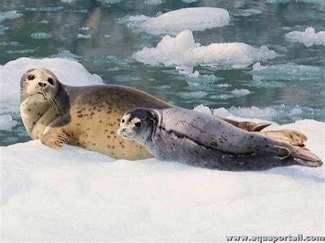 Phoca Vitulina Le Phoque Commun