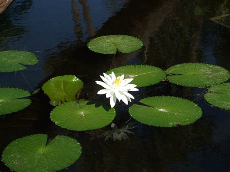 Aquatic Plants Hydrophyte And Macrophyte Water Gardens
