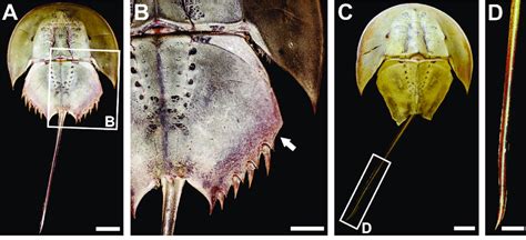 Carcinoscorpius Rotundicauda Specimens With Thoracetronic And Telson Download Scientific