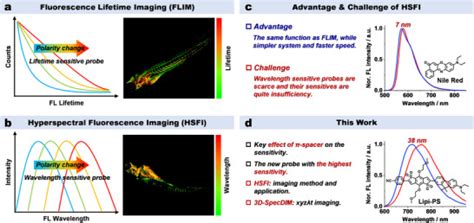 Hyperspectral Fluorescence Imaging With A New Polarity‐ultrasensitive