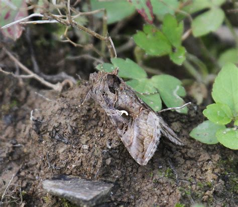 Untitled John Tomsett Flickr