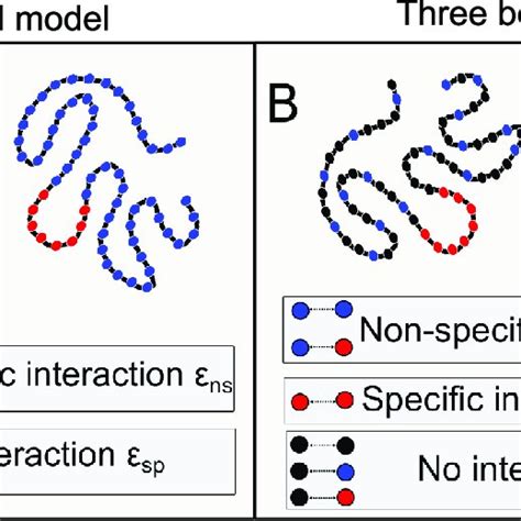 Bead Spring Polymer Model Of Protein A Chains Consist Of A Central