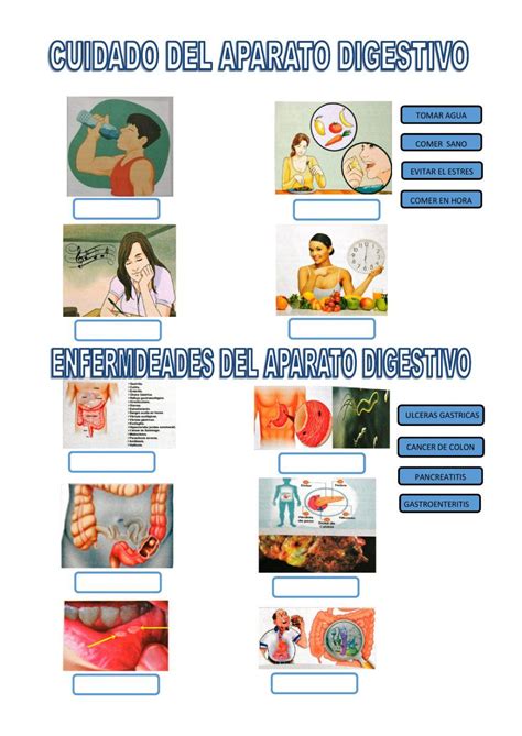Enfermedades Del Sistema Digestivo Enfermedades Y Cuidados Del Sistema