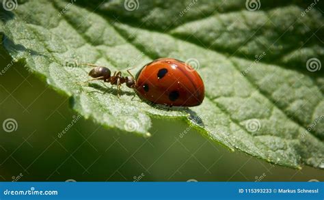 Ant Versus Ladybug Stock Image Image Of Ladybug Attack 115393233