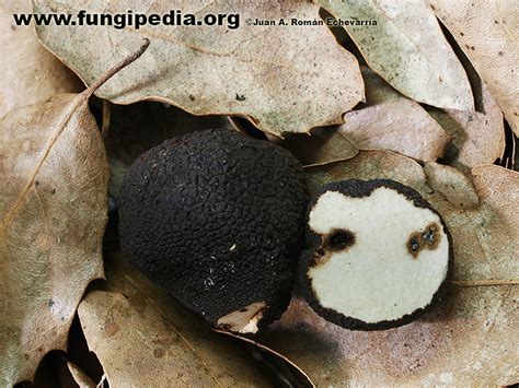 Picoa Juniperi Fungipedia