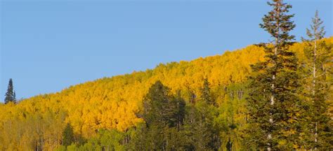 Urth Picture Post Aspens In Wolf Creek Pass