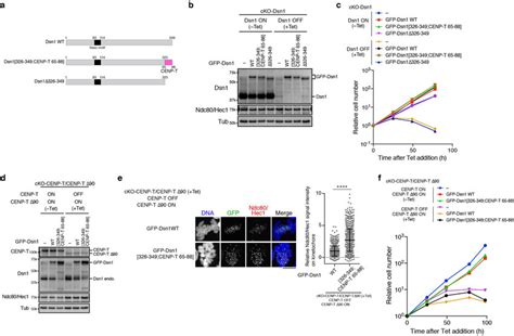Increased Binding Of The Ndc80 Complex To Cenp C Does Not Suppress Download Scientific Diagram