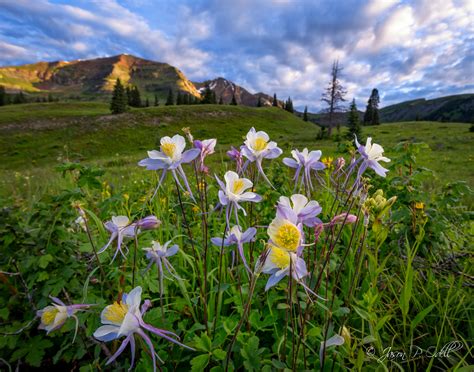 Colorado Wildflower Safari July 20 23 2016 Jason P Odell Photography
