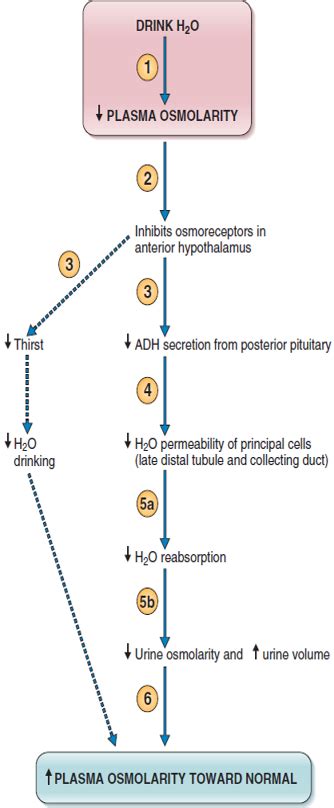 Urinary Bladder Mind Map