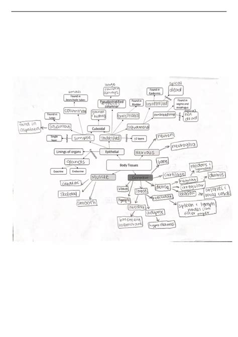 Summary Types Of Tissues And Their Cells Mind Map Bio 137 Stuvia Us