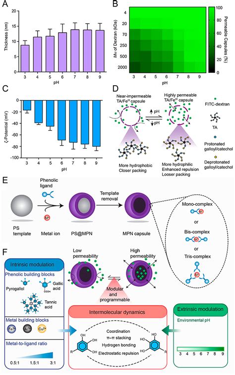 Metal Phenolic Networks A Promising Frontier In Cancer Theranostics Ijn