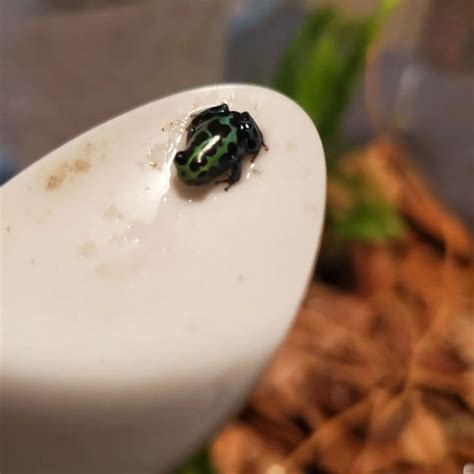 Ranitomeya On Tumblr