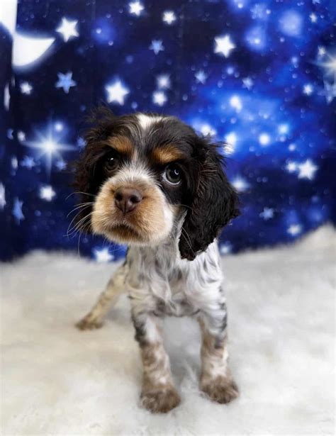 Celeste Female Cocker Spaniel Puppies From Pa