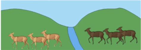 A3 1 Diversity Of Organisms Quizlet