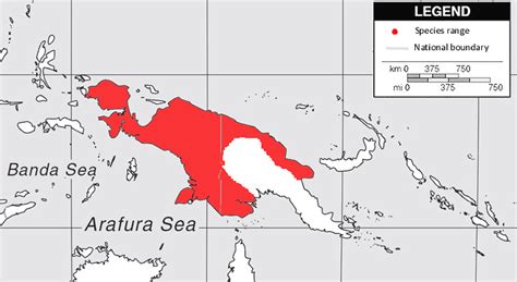 Centropus Bernsteini Schlegel 1866