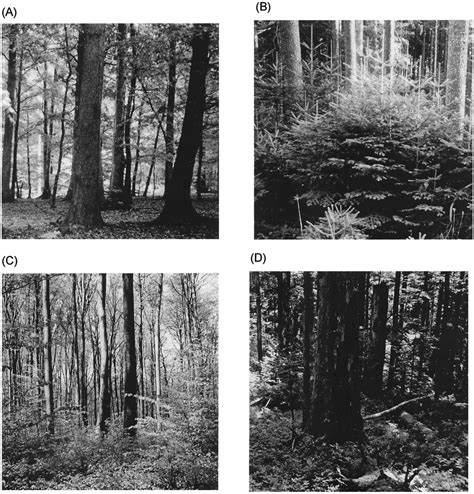 Photographs Of Different Forest Types Shown To Hikers And Mountain