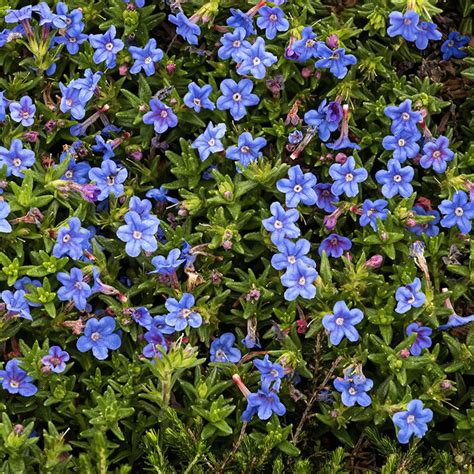 Glandora Diffusa Seeds Sch4 Lithodora Diffusa Perennial Hardy Low