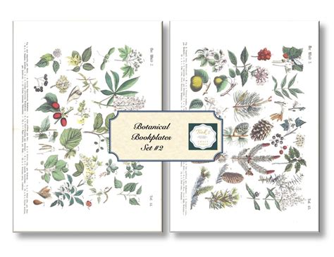 Botanical Bookplate Journal Page Set 2 2021 04 Tooks Ko Fi Shop